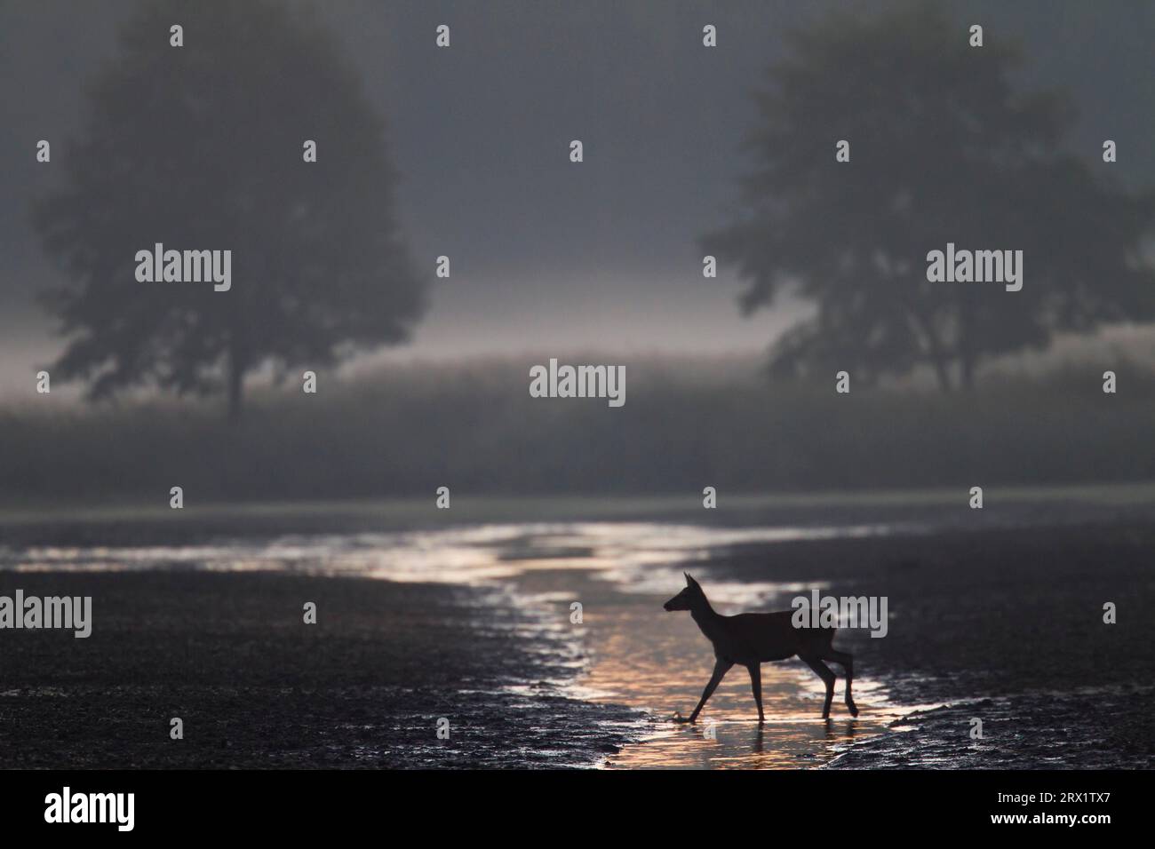 Red deer (Cervus elaphus) have been successfully naturalised in ...