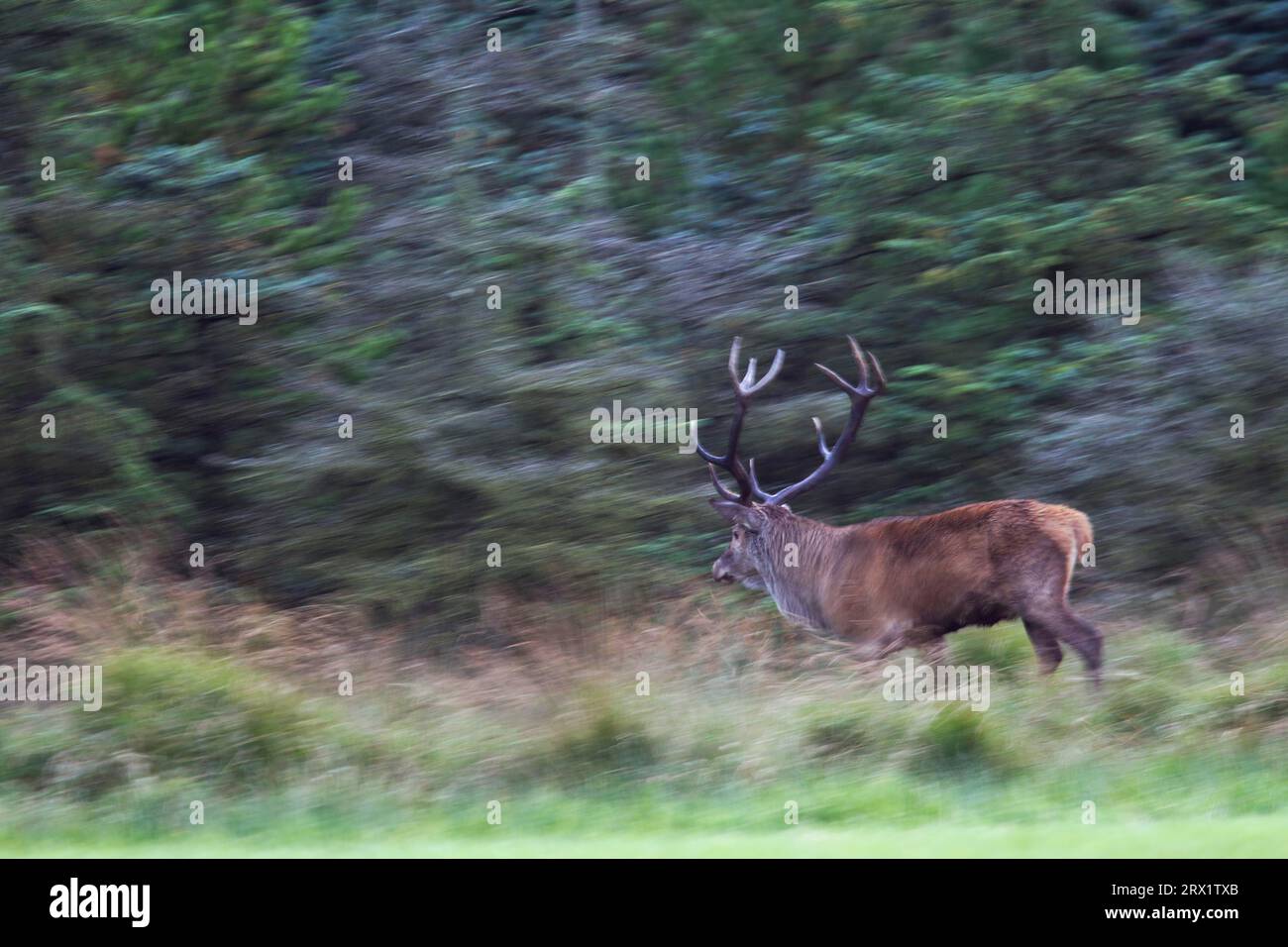Red Deer (Cervus elaphus) the body development of males ends in the 7th ...