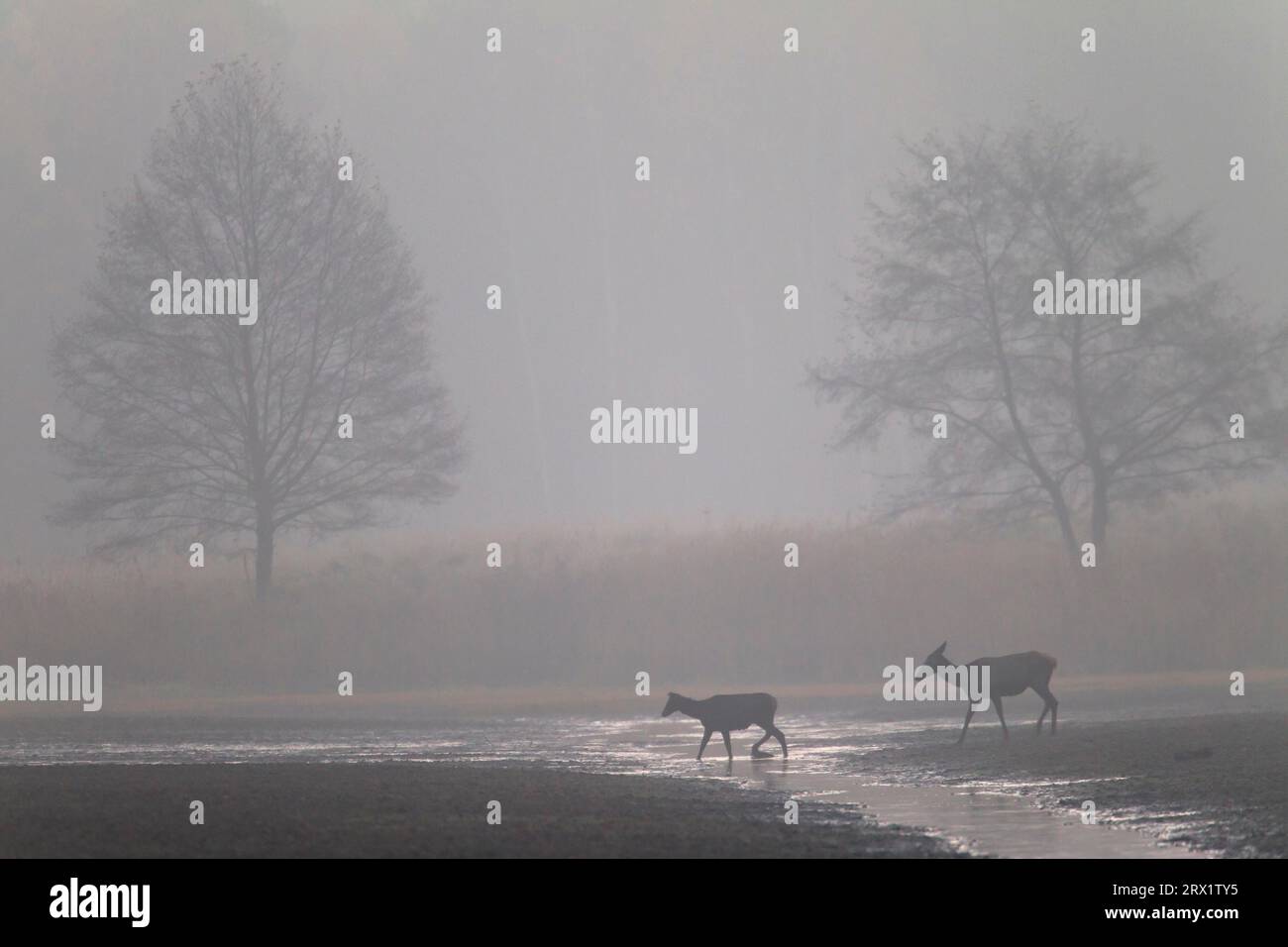 Red Deer (Cervus elaphus), the year-old female offspring often seeks ... Red Deer (Cervus elaphus), the year-old female offspring often seeks ...