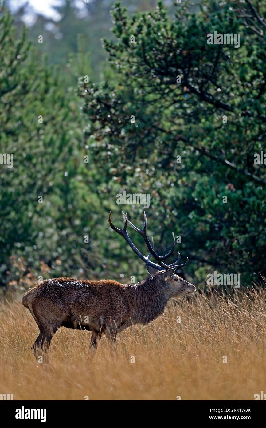 Red Deer (Cervus elaphus) old, mature stags sometimes live solitary ...