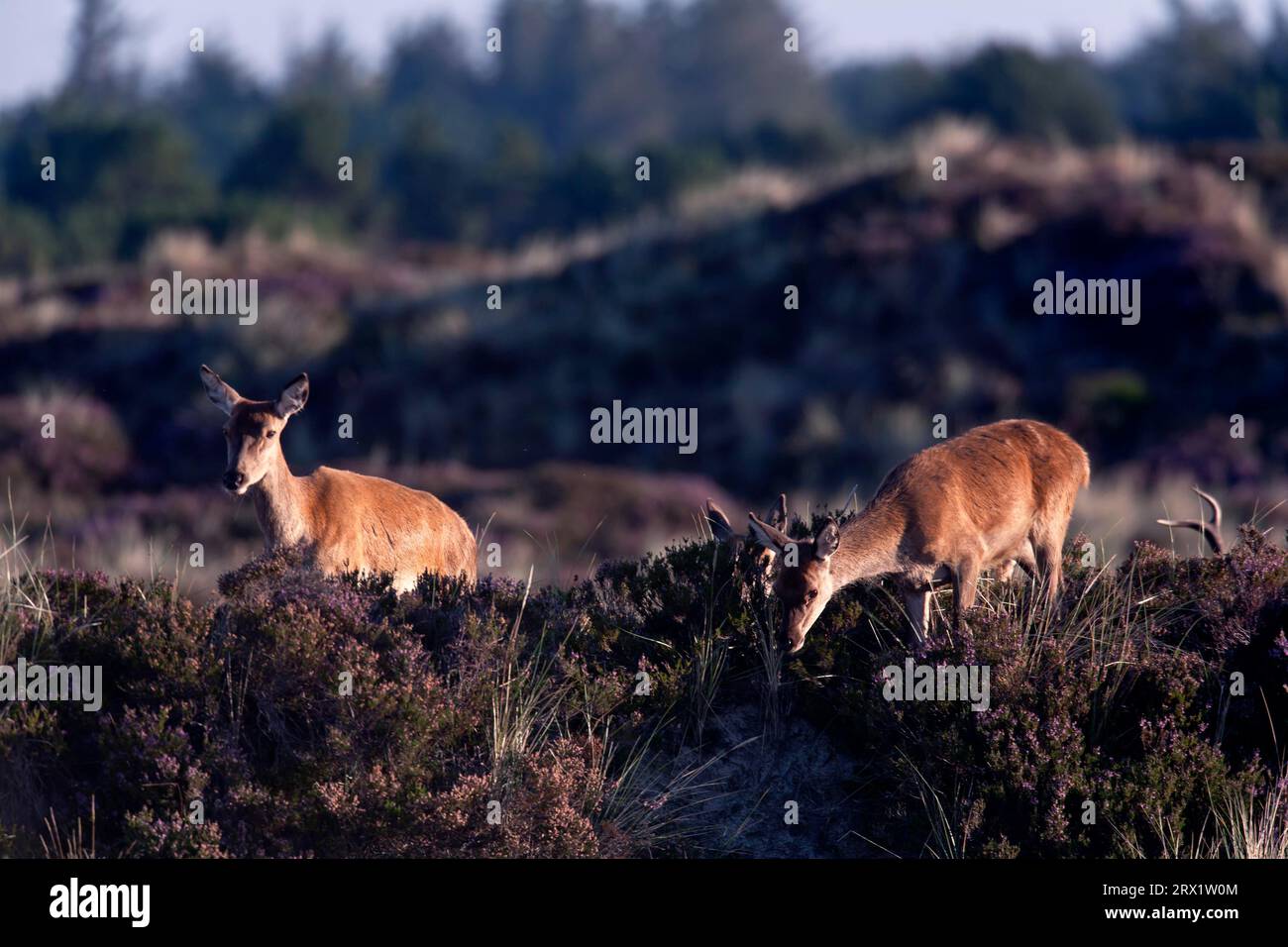Red deer (Cervus elaphus) after 25 months the milk teeth are replaced ...
