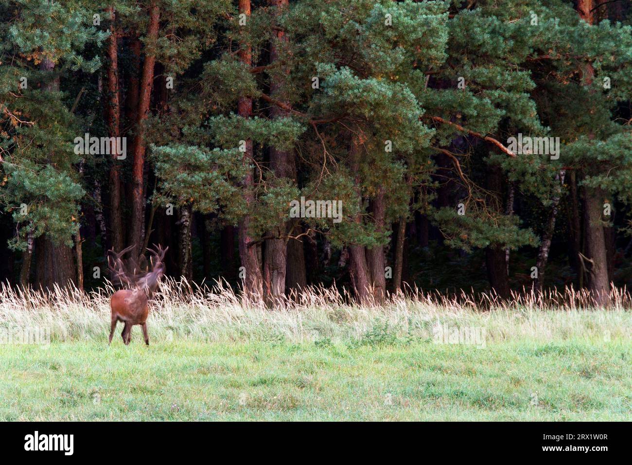 Red deer can be infested by parasites, including liver fluke, botflies ...