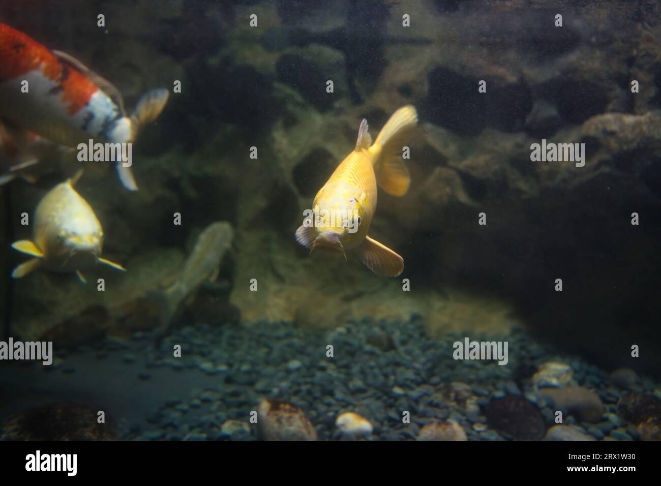 Koi carp were selected from carp common for centuries in Japan and ...