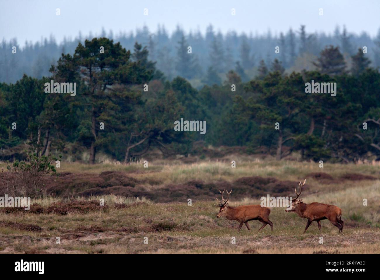 Antler clash hi-res stock photography and images - Alamy