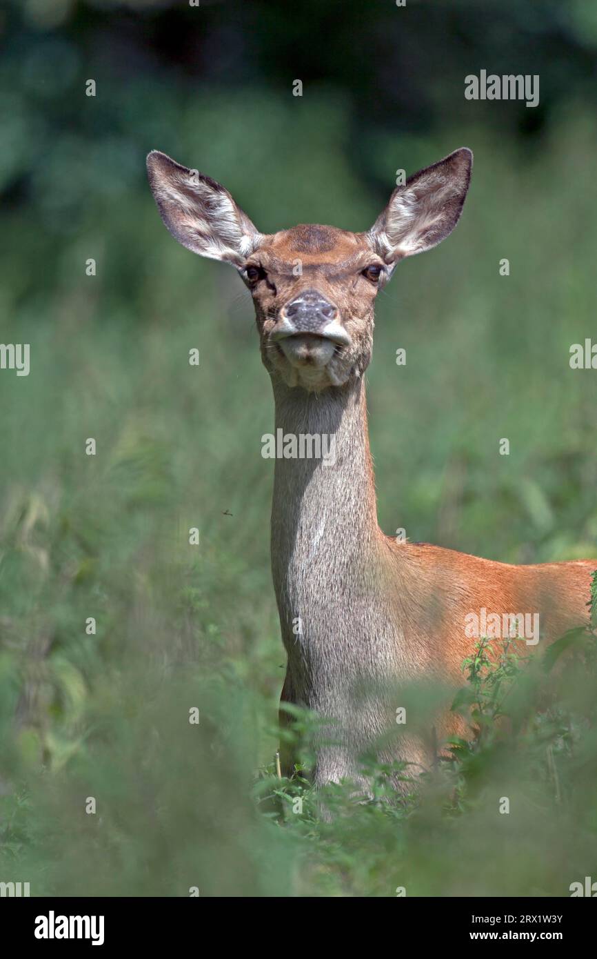 Red Deer (Cervus elaphus) the females are called hinds (Photo Rottier ...