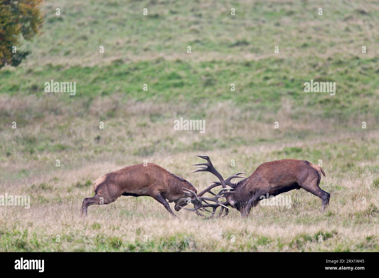 Red Deer (Cervus elaphus) in a clash of antlers, the stags can sustain ...