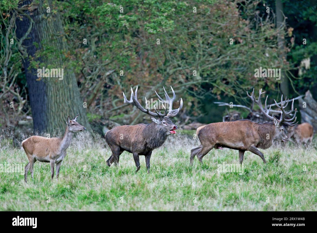 Antler clash hi-res stock photography and images - Alamy