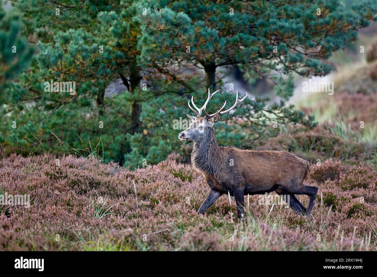 Red Deer (Cervus elaphus) in hunter's language the fur is called DECKE ...