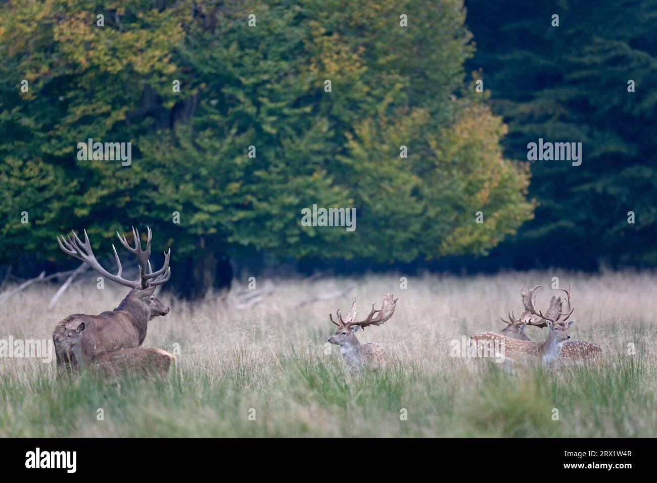 Red Deer is one of the largest deer species (Photo Red Deer hart and ...