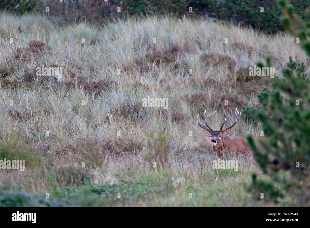 Mating signal hi-res stock photography and images - Alamy