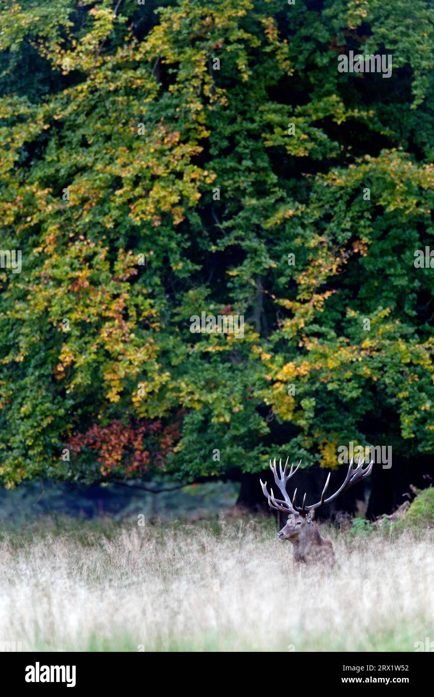Red Deer (Cervus elaphus), scientific work on the subject of ...