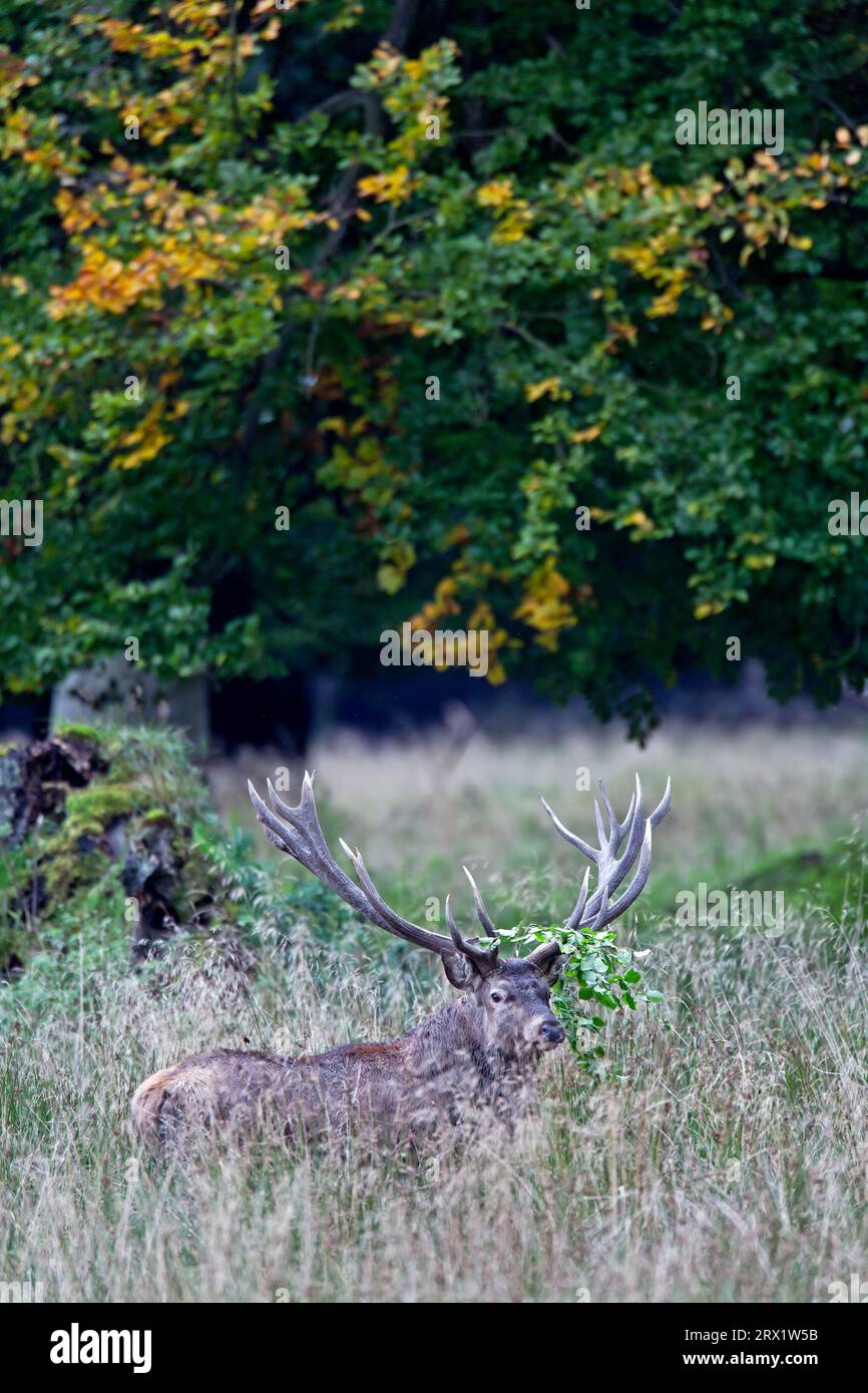 Red deer (Cervus elaphus) are among the largest members of the deer ...