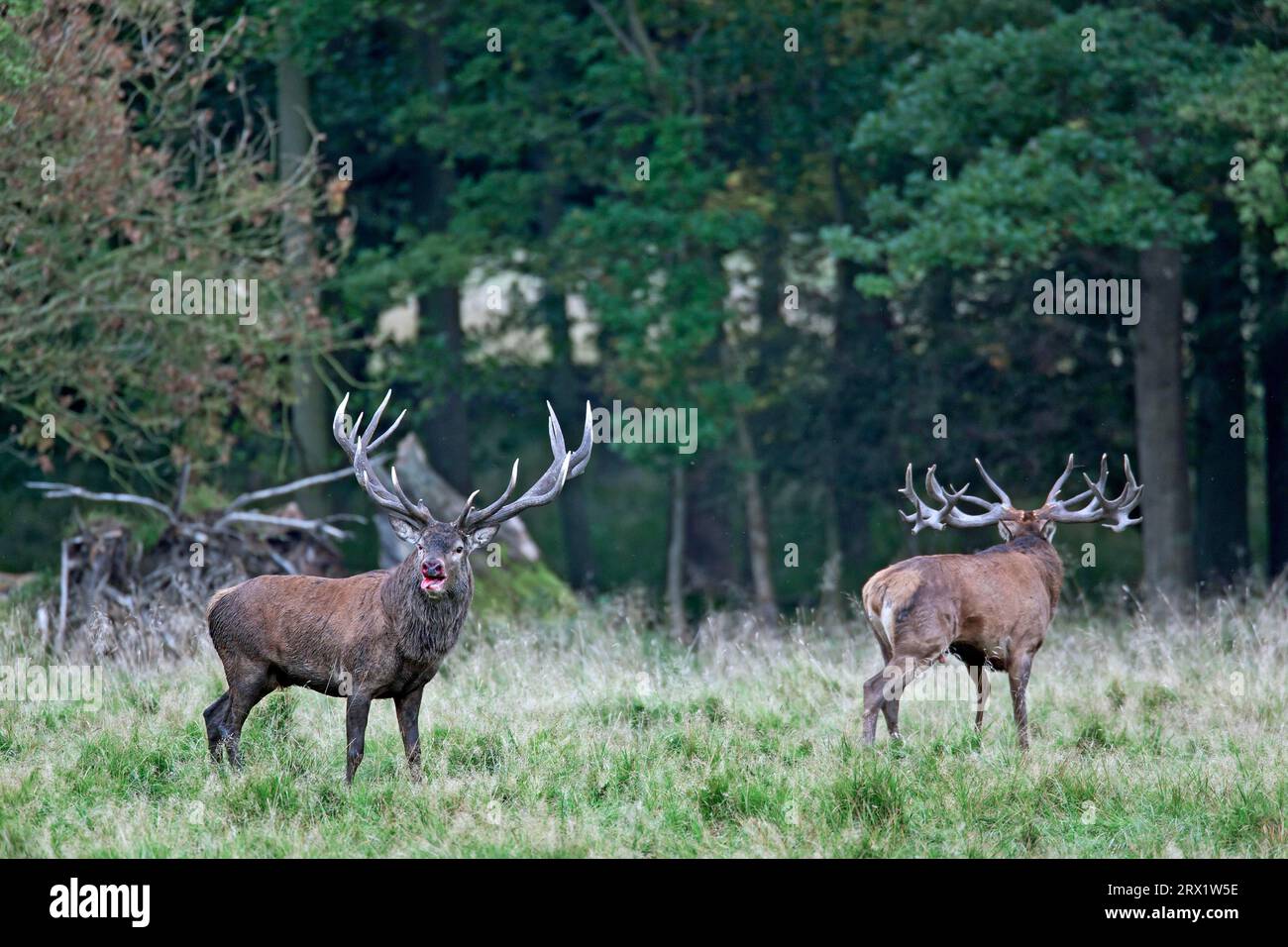 Antler clash hi-res stock photography and images - Alamy
