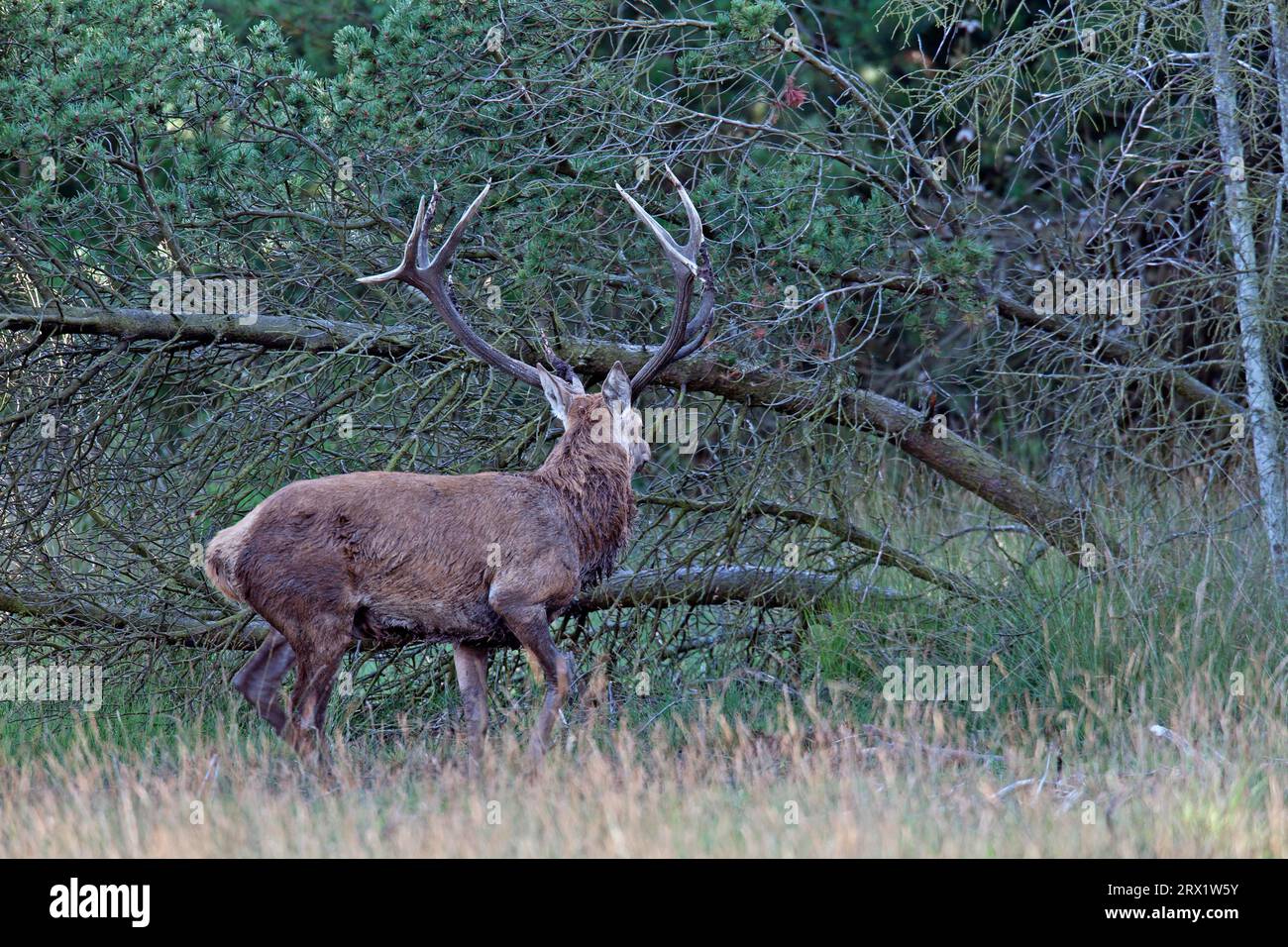 Red deer were already of great importance to humans in the Stone Age ...