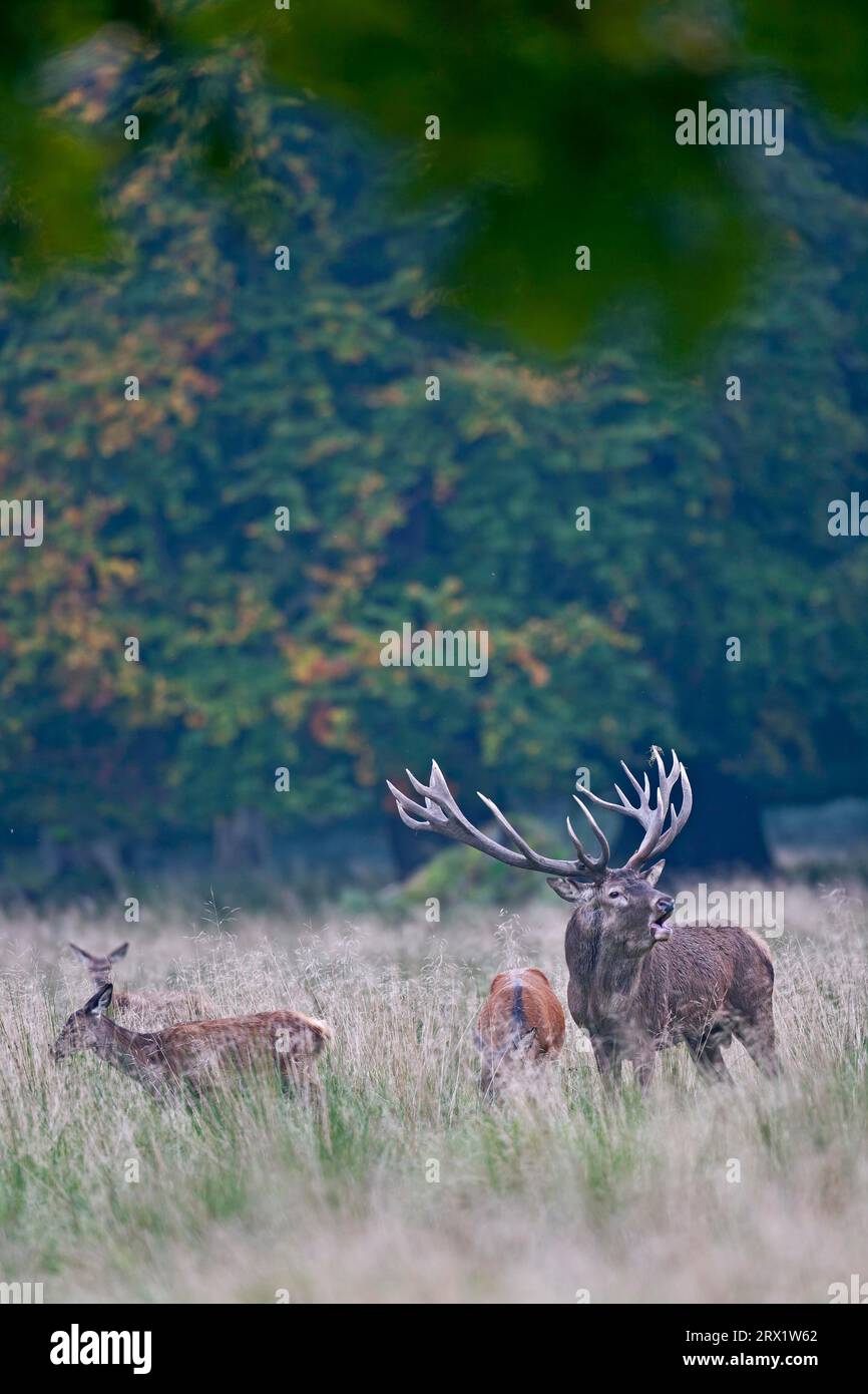 Red Deer (Cervus elaphus), after a gestation period of about 230 days ...