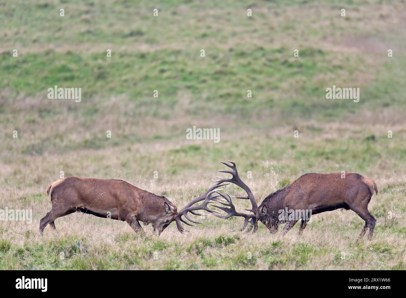 Antler clash hi-res stock photography and images - Alamy