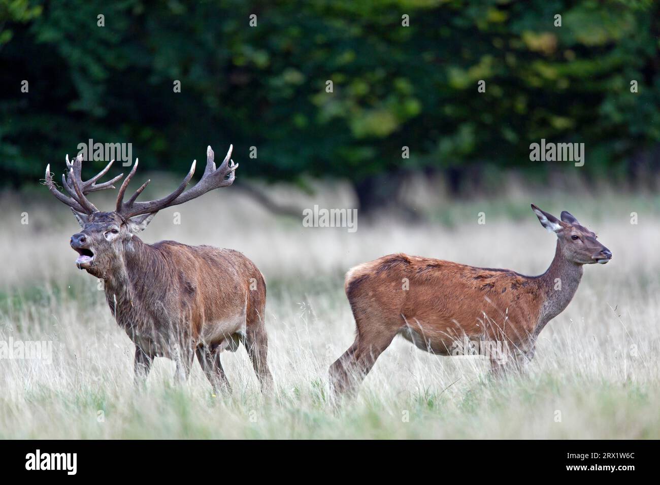 Red deer (Cervus elaphus), the hinds do not have neck manes (Red deer ...