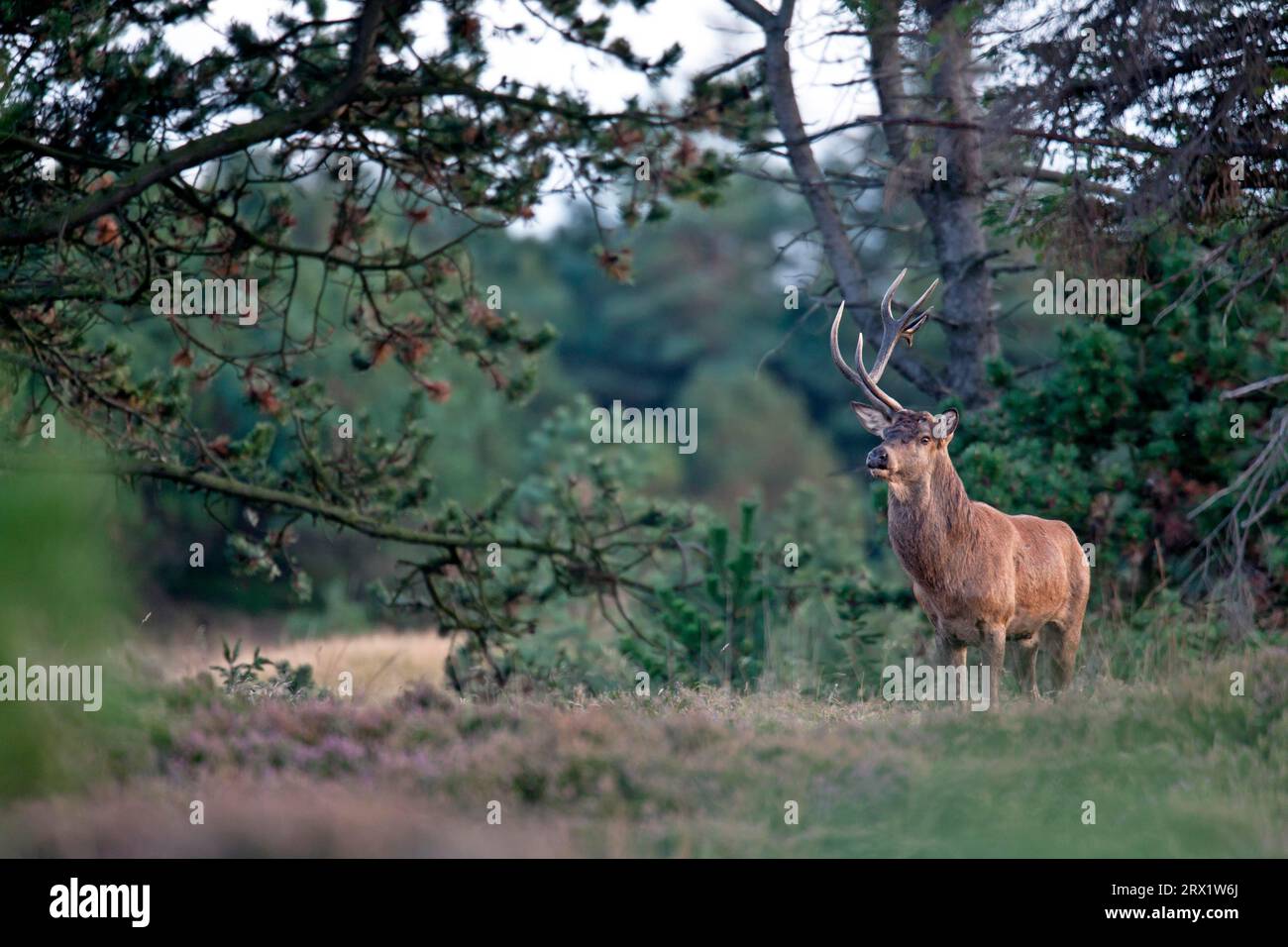 Real deer antler hi-res stock photography and images - Alamy