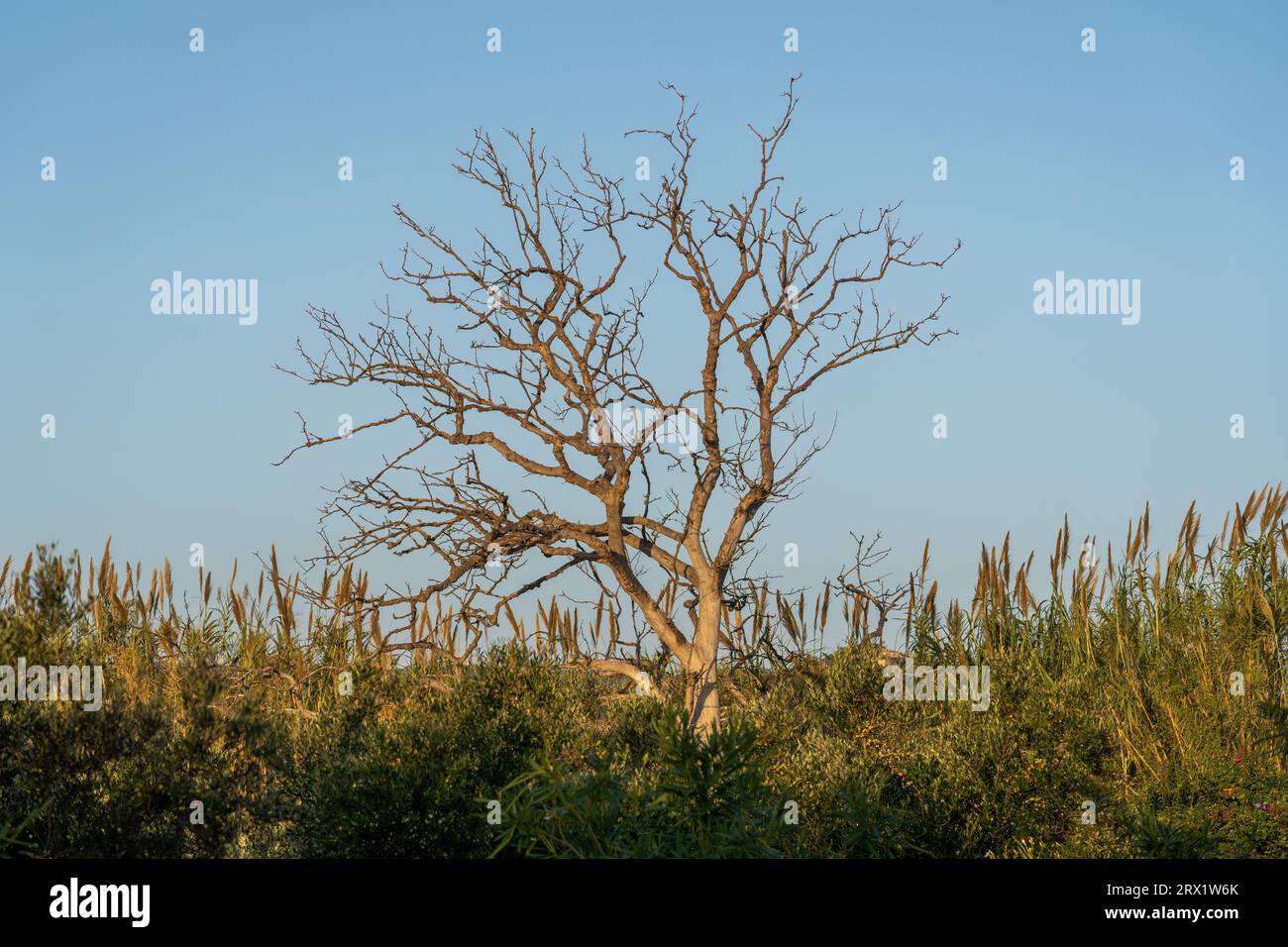 A lone dead tree standing in the center of a field of tall grass ...