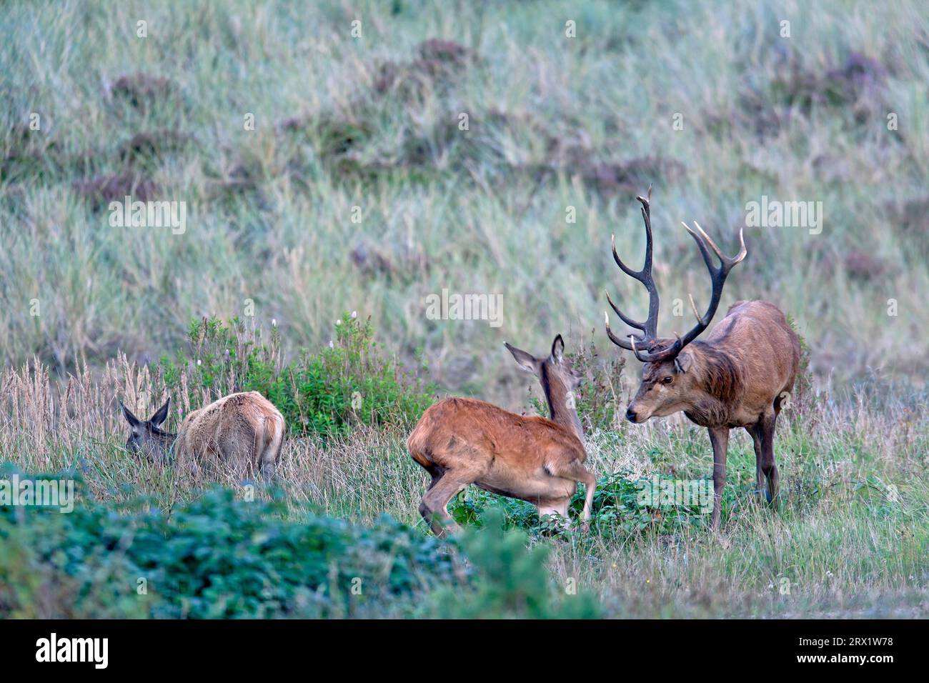 Red deer (Cervus elaphus) after 25 months the milk teeth are replaced ...