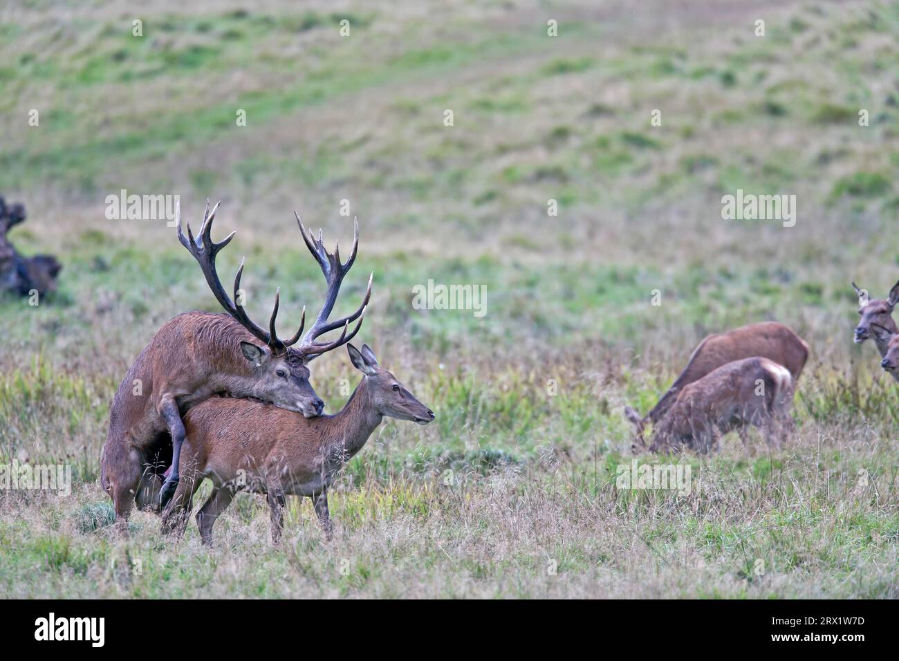 Morocco morocco tunisia hi-res stock photography and images - Alamy