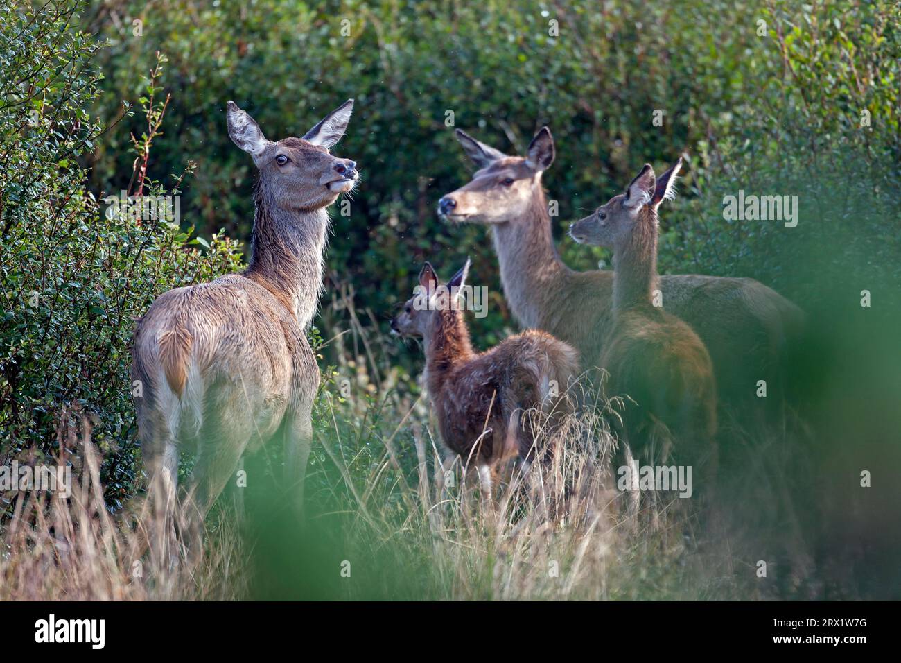 Red deer (Cervus elaphus) most of the year this species forms separate ...