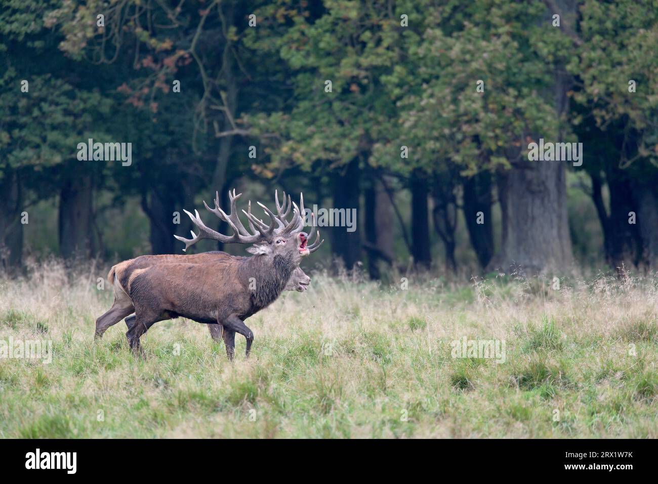 Antler clash hi-res stock photography and images - Alamy