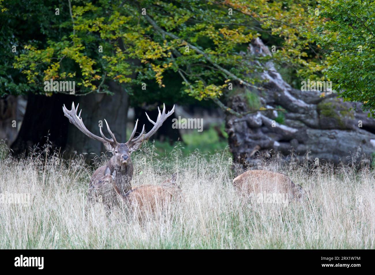Red deer (Cervus elaphus), the antlers are made of a bone-like ...