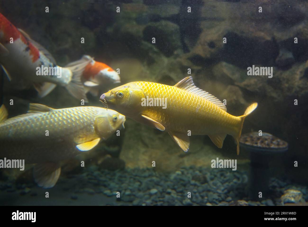 Koi carp were selected from carp common for centuries in Japan and ...