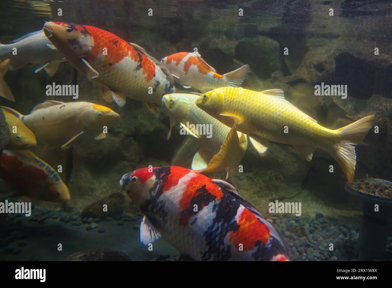 Koi carp were selected from carp common for centuries in Japan and ...