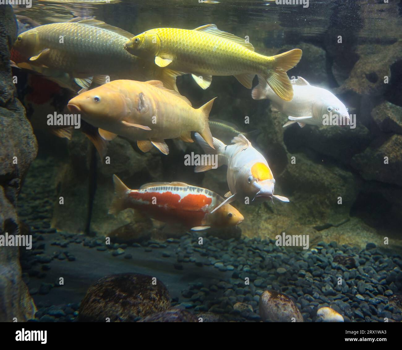 Koi carp were selected from carp common for centuries in Japan and ...
