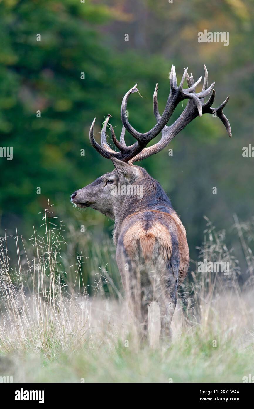 Red deer (Cervus elaphus), the growth of the new antlers is completed ...