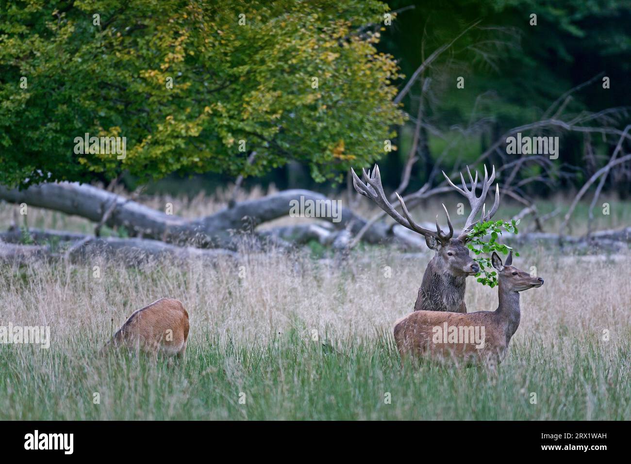Red deer (Cervus elaphus), in the hunting language the fur is called ...