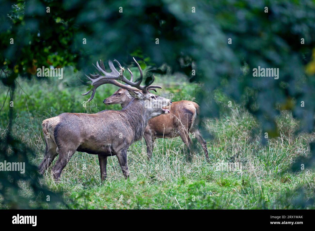 Red deer (Cervus elaphus), when the growth of the antlers is complete ...