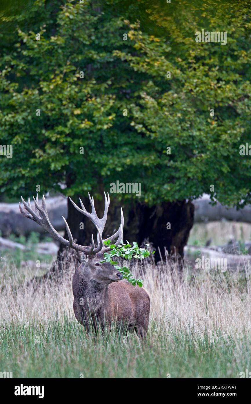 Red Deer (Cervus elaphus), dominant stags follow groups of hinds during ...