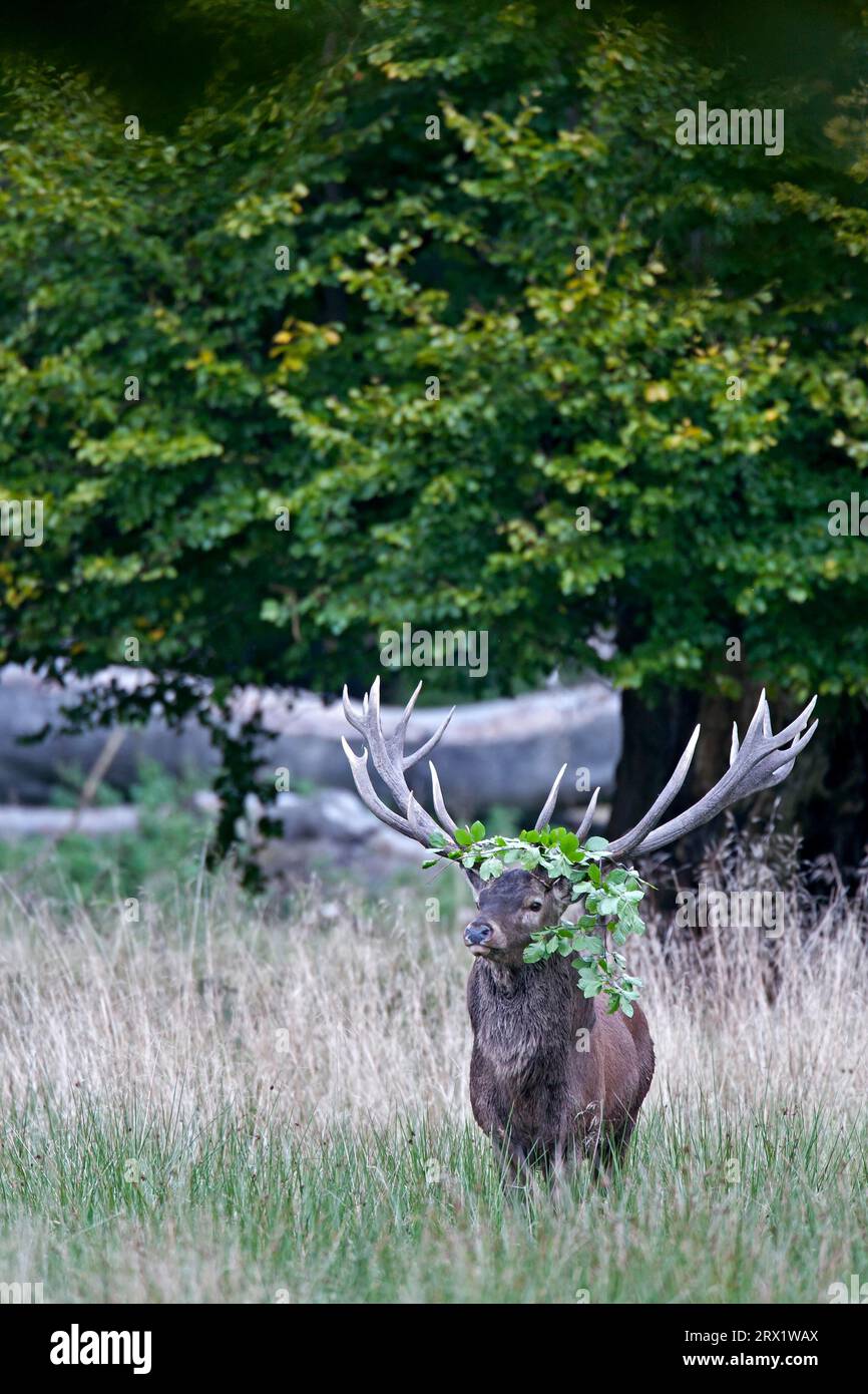 Red deer (Cervus elaphus), the female is a hind, and the young is a ...