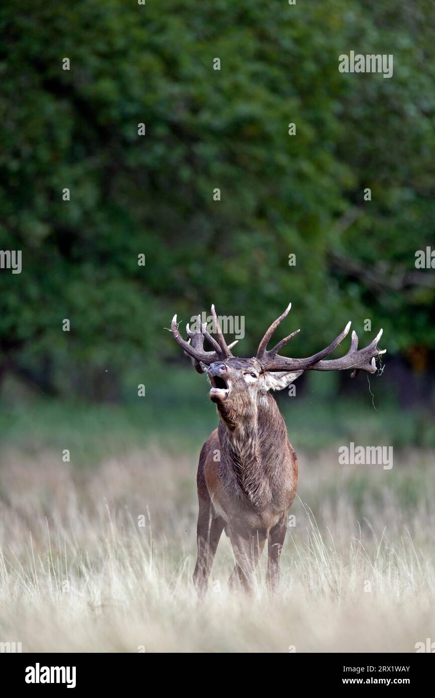 Red Deer (Cervus elaphus), the females usually finish their physical ...