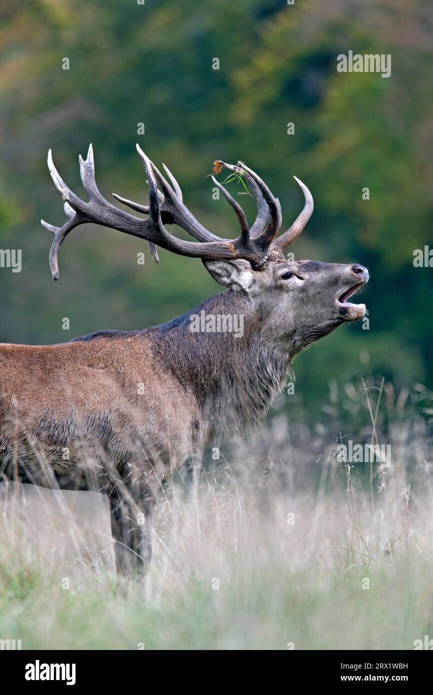Red Deer (Cervus elaphus), the range of the largest subspecies, the ...