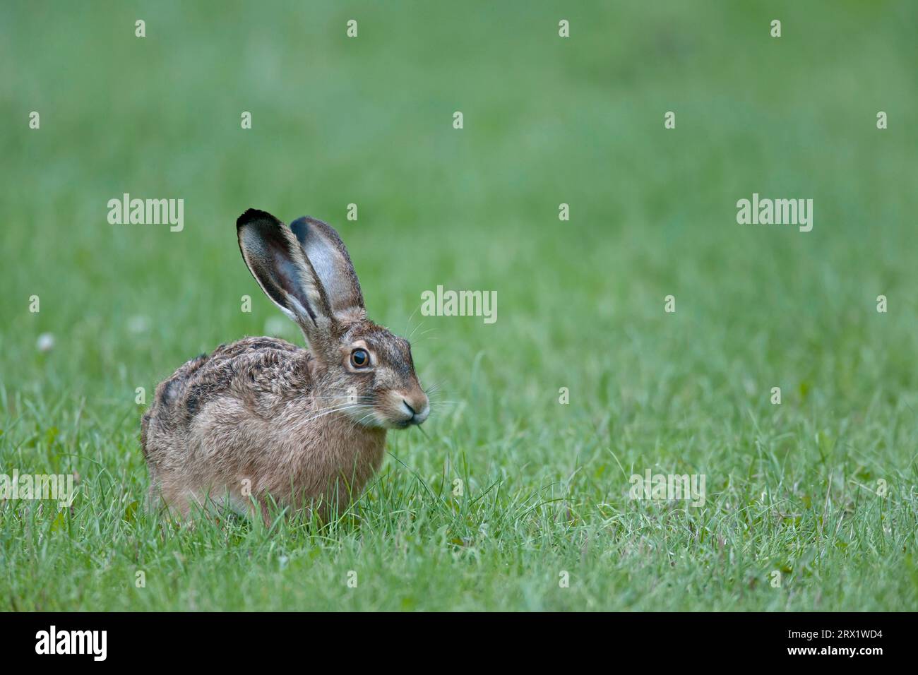 European hares (Lepus europaeus) feeds exclusively on plant food ...