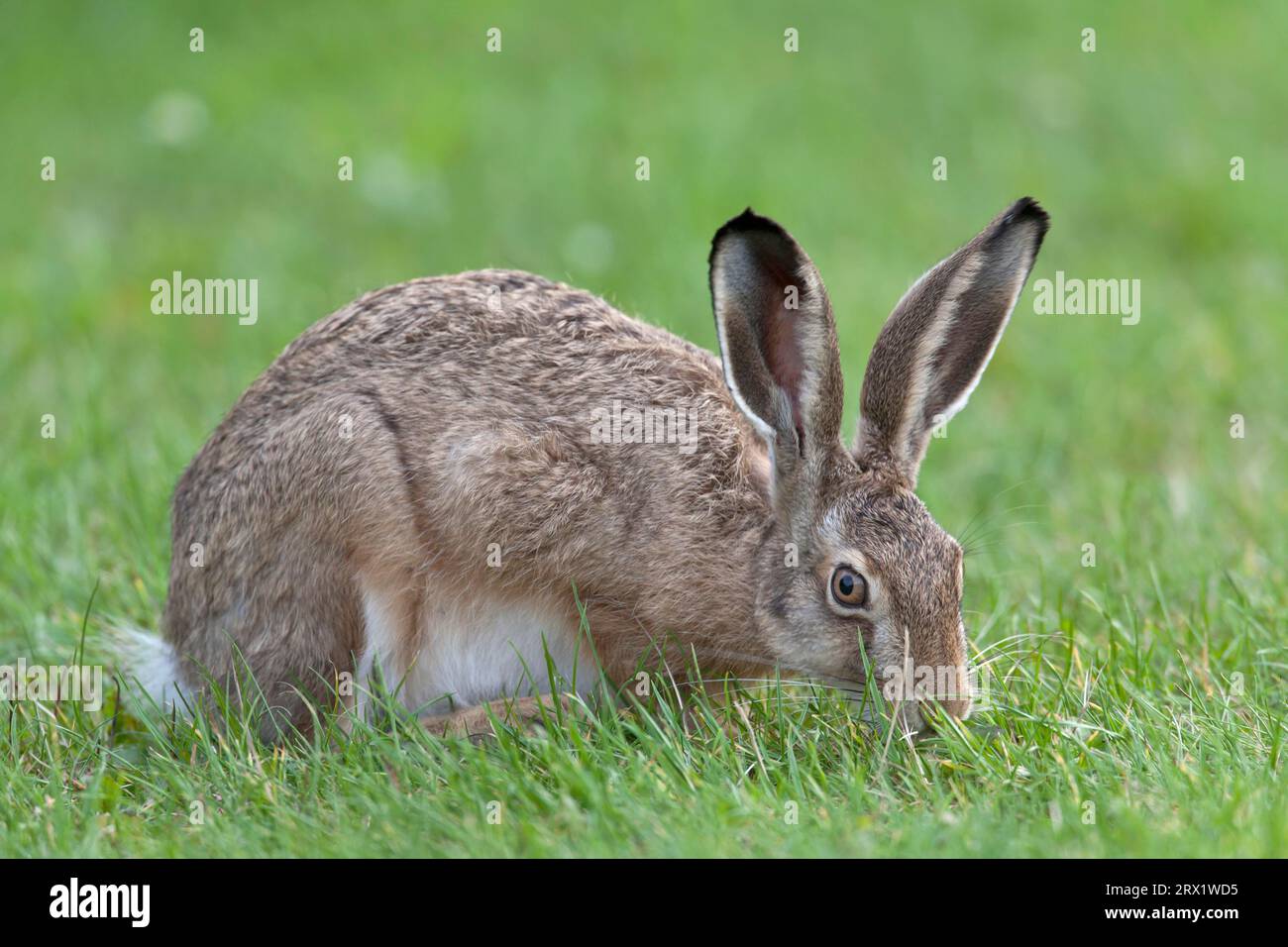 European hares (Lepus europaeus) feeds exclusively on plant food ...