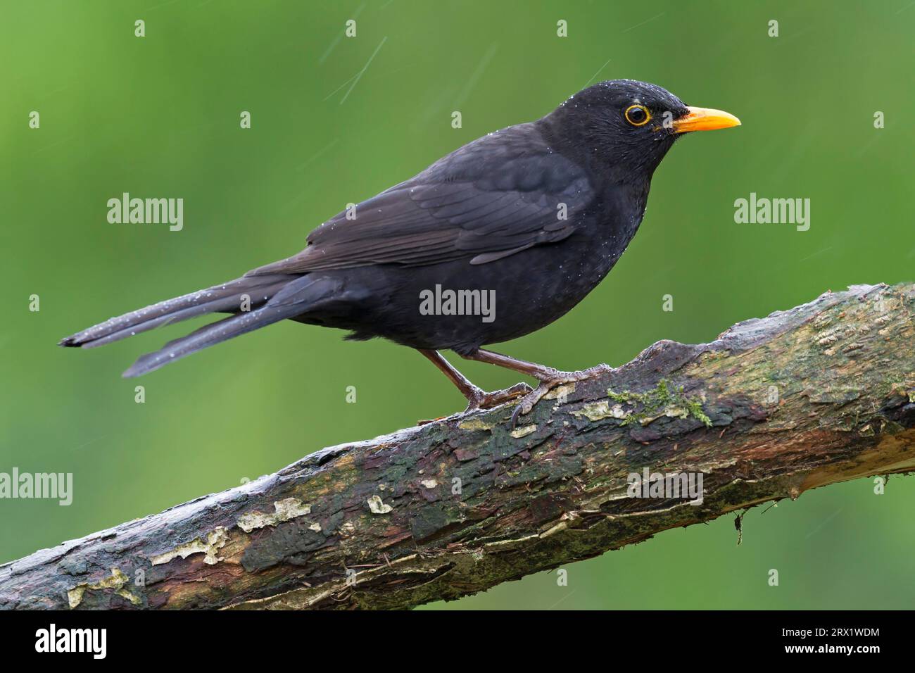 Blackbird, the widely audible territorial song in spring is familiar to ...