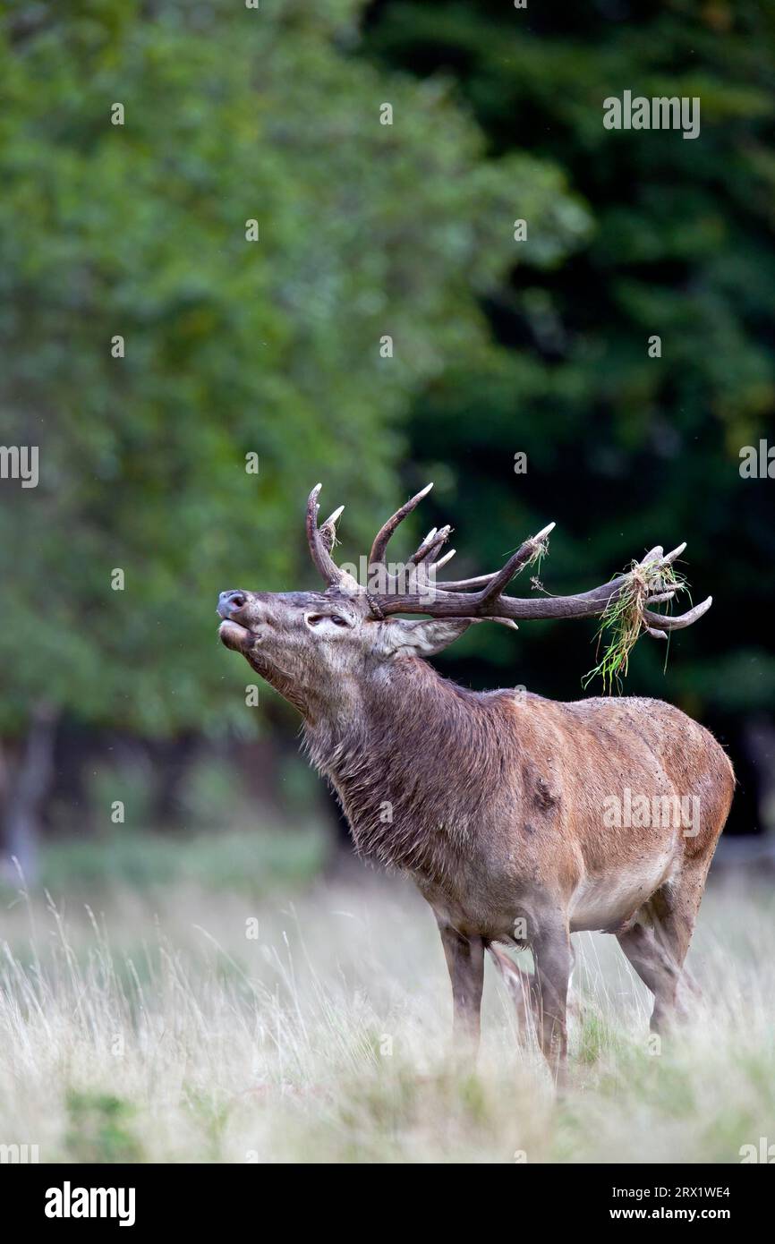 Red deer (Cervus elaphus), the female is a hind, and the young is a ...