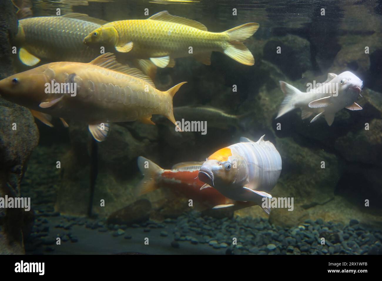 Koi fish wallpaper hi-res stock photography and images - Alamy