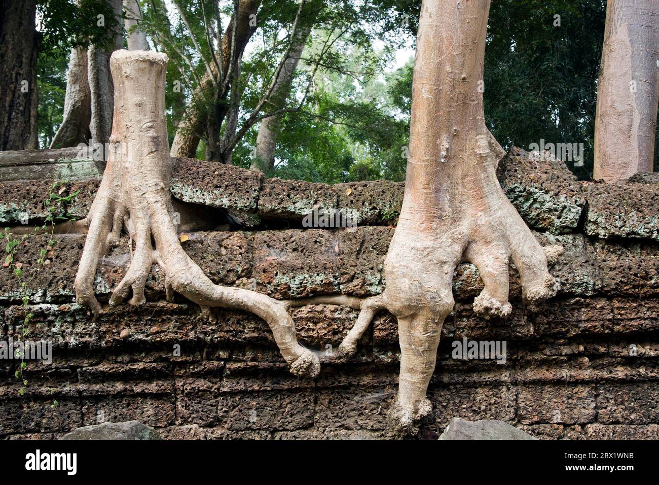 Unique image of a kapok tree cut but still living after combining it's ...