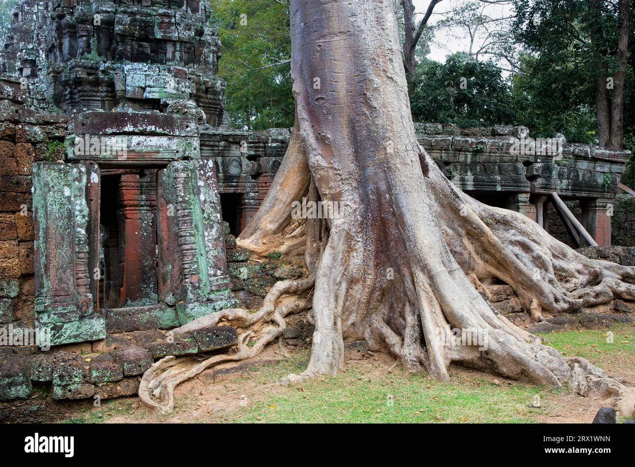 Ta Prohm temple scenic ruins and huge kapok tree in Cambodia, Siem Reap ...