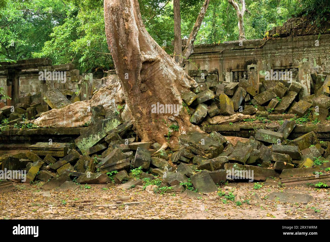 An old scenic Buddhist temple ruins overgrown by huge kapok tree in the ...