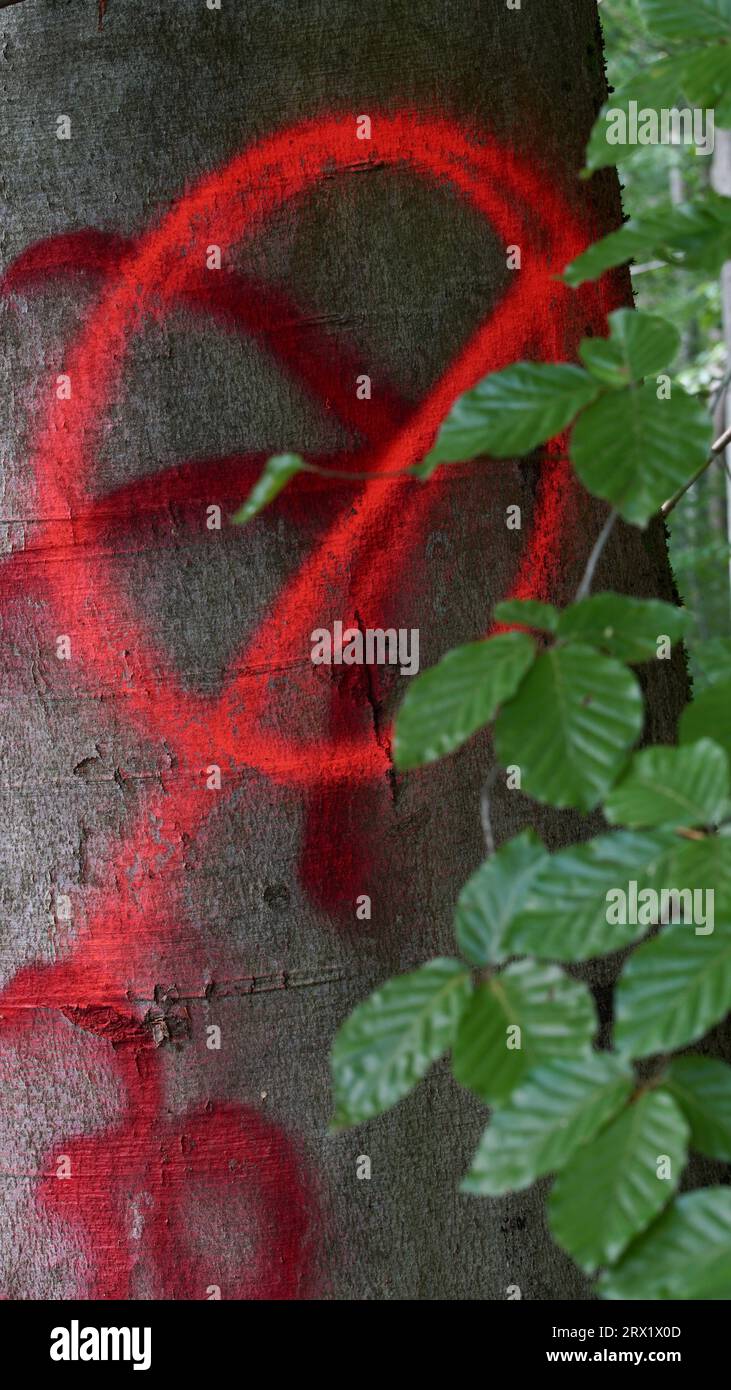 Signs in red fluorescent color on the trunk of a beech tree Stock Photo ...