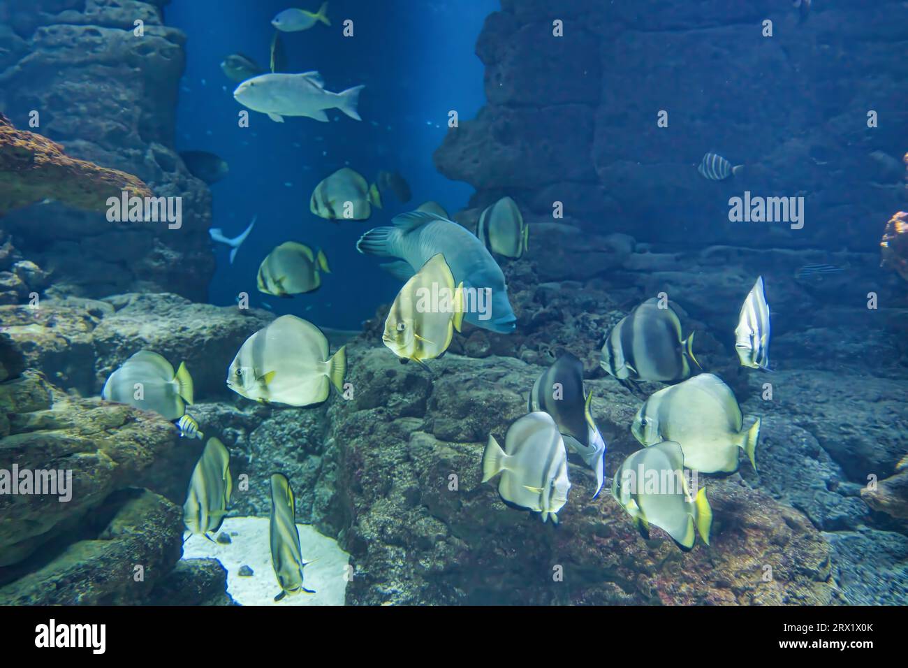 Paris aquarium, Platax teira, also known as the teira batfish, long fin ...