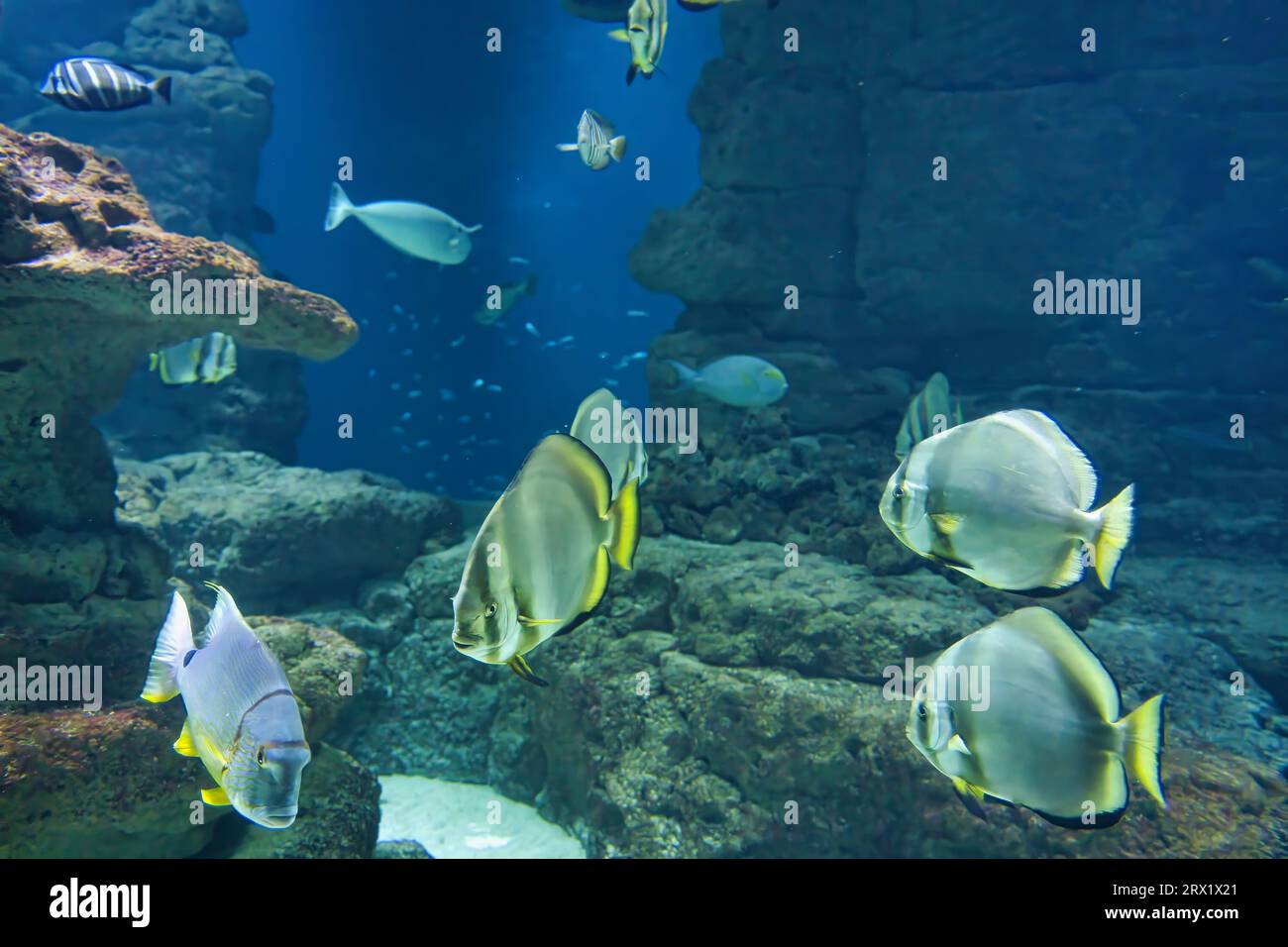 Paris aquarium, Platax teira, also known as the teira batfish, long fin ...