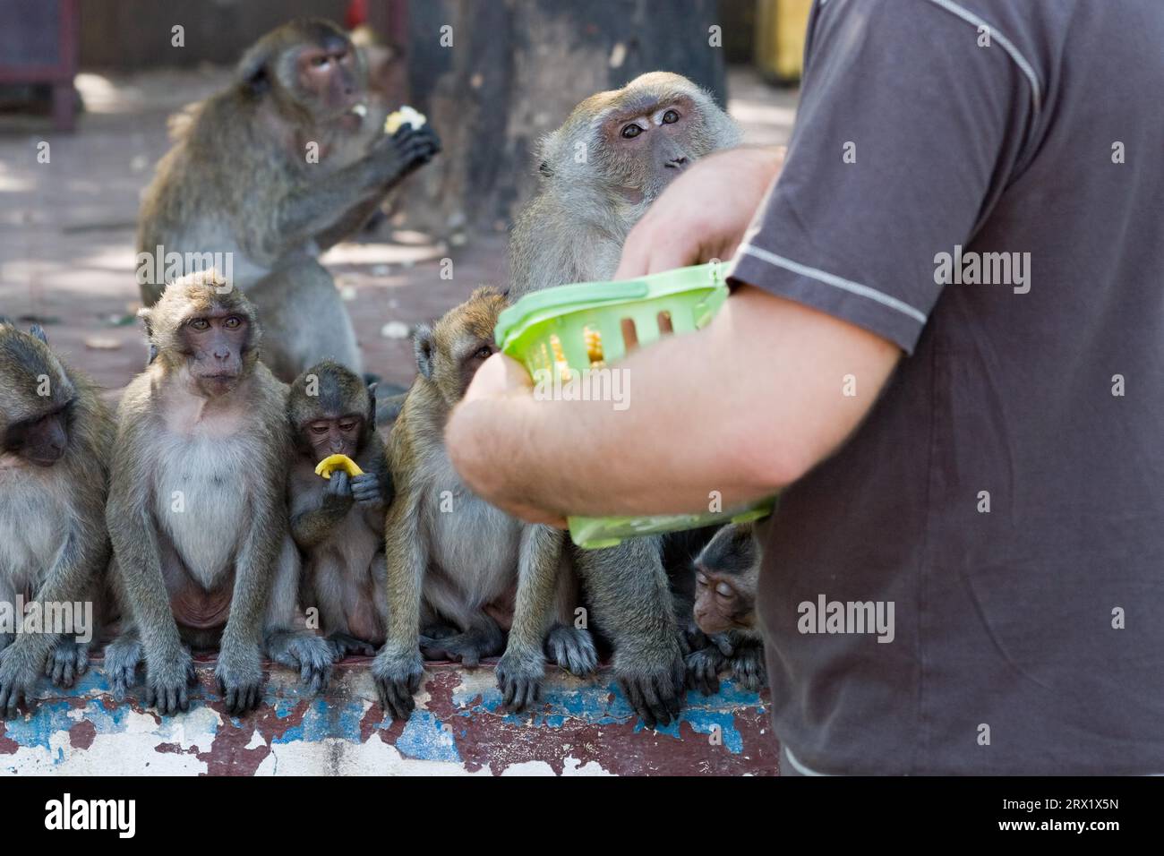 Group of hungry macaques monkeys roaming streets of Huan Hin city in ...
